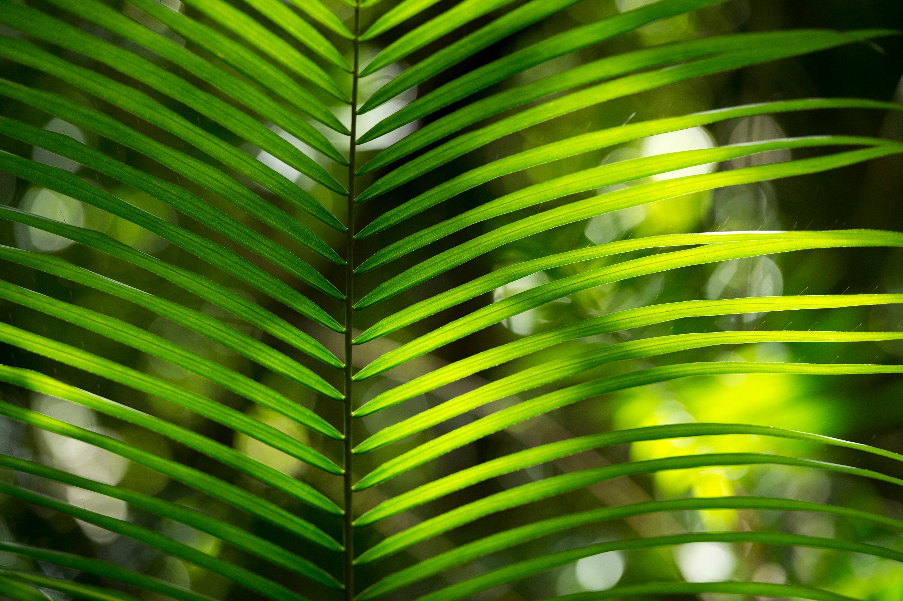 Maps | Mossman Gorge Centre