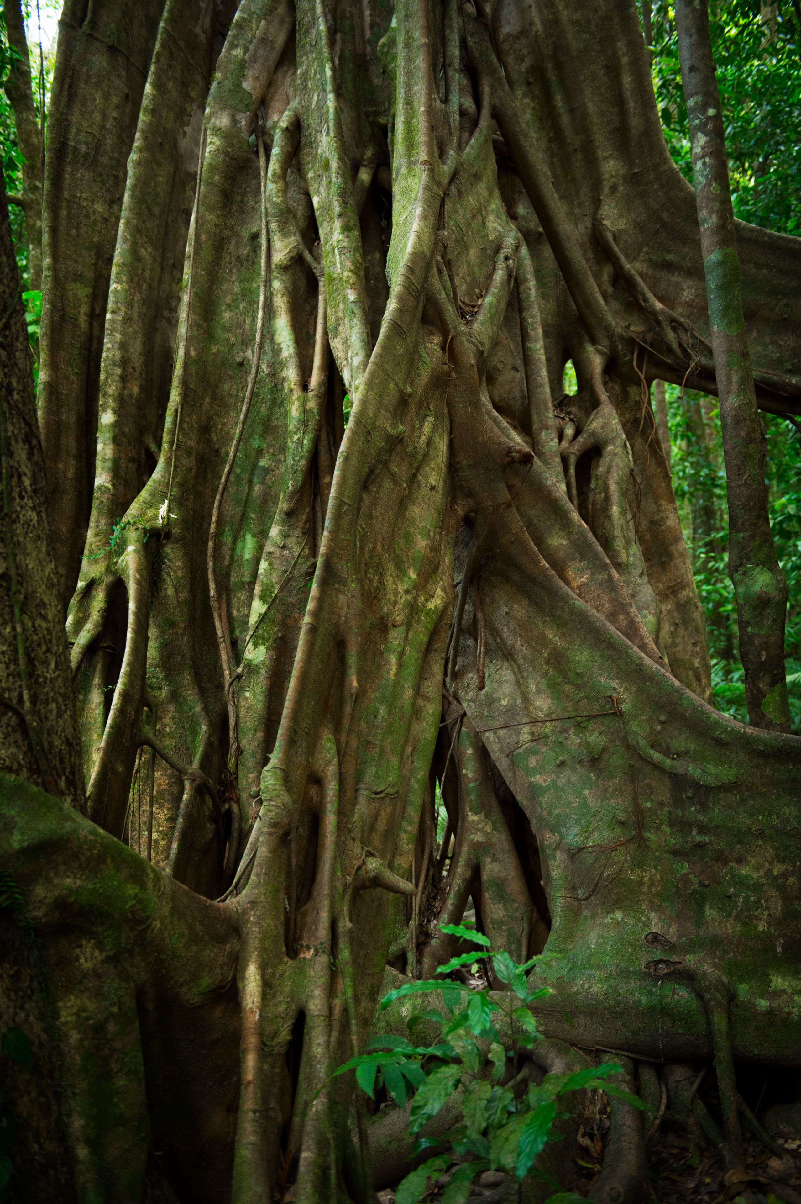 Self-Guided Walks | Mossman Gorge Centre