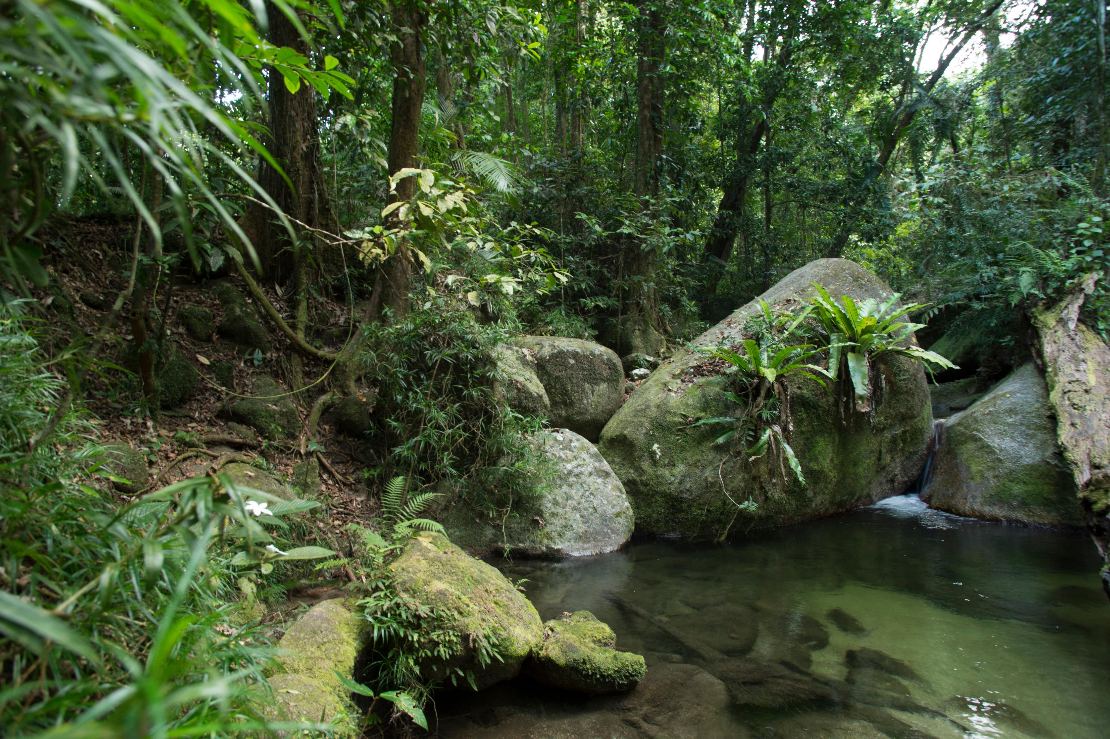 Self-Guided Walks | Mossman Gorge Centre